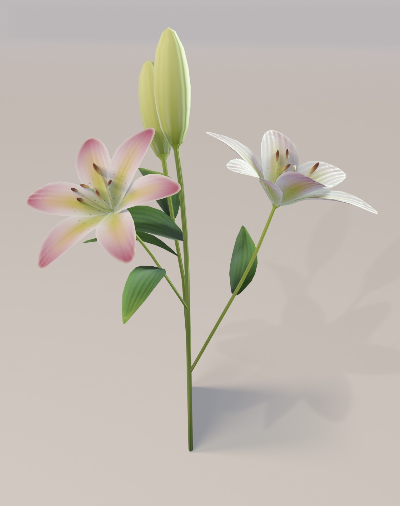 3D lily model - TurboSquid 1500696
