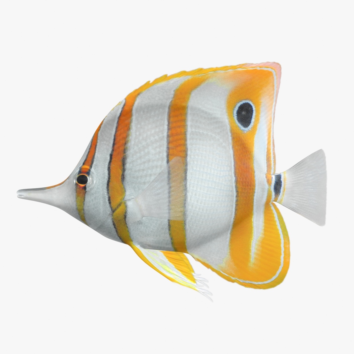 Saltwater fish rigged 3D model - TurboSquid 1514476
