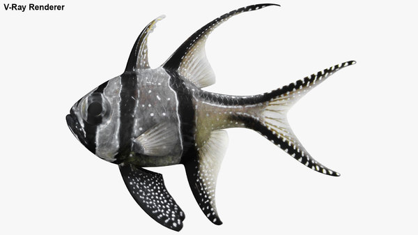 3D saltwater fish 2 model - TurboSquid 1510777