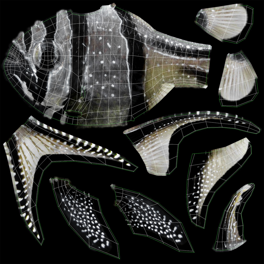 3D saltwater fish 2 model - TurboSquid 1510777