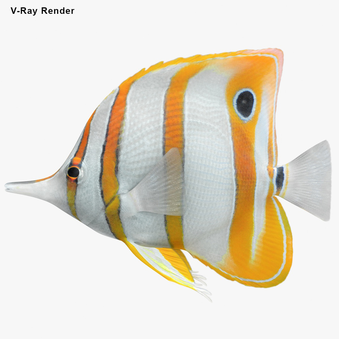 3D saltwater fish 2 model - TurboSquid 1510777