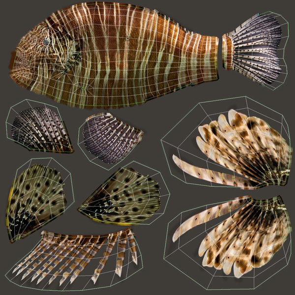 Saltwater fish rigged 3D model - TurboSquid 1514476