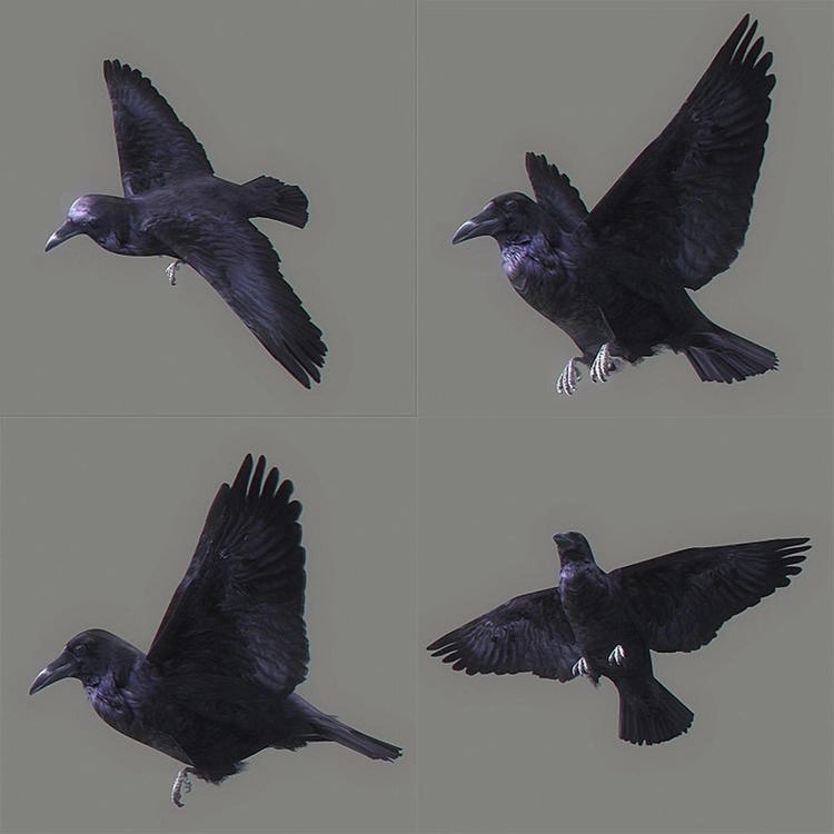 3D animation crow - TurboSquid 1501027 3D animation crow - TurboSquid 1501027