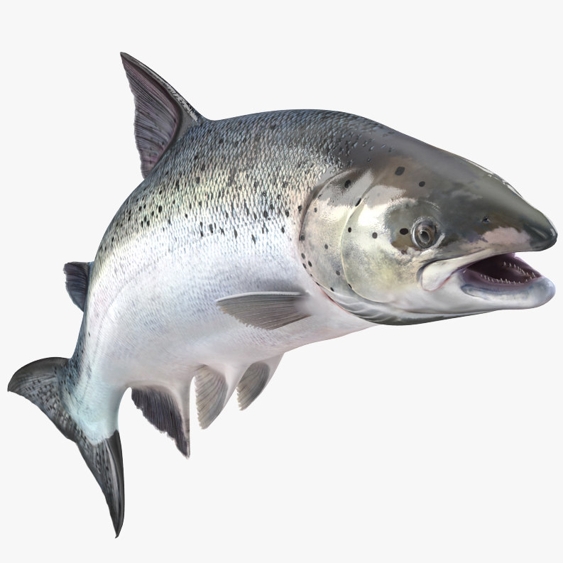 Atlantic salmon fish rigged 3D model - TurboSquid 1501093