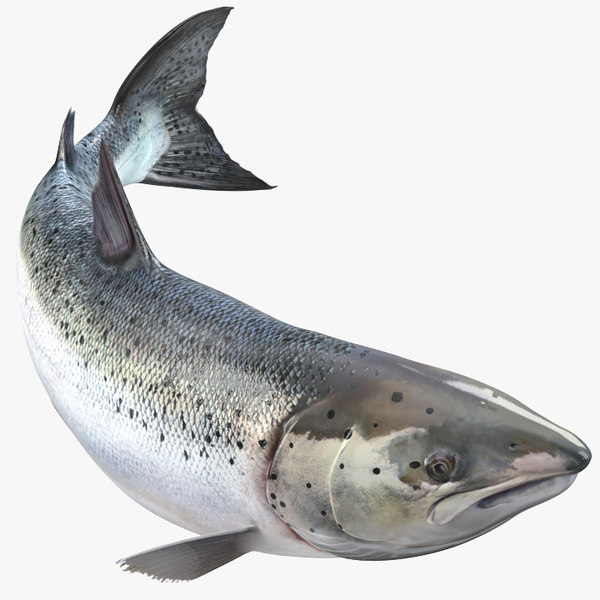 3d atlantic salmon fish swimming model