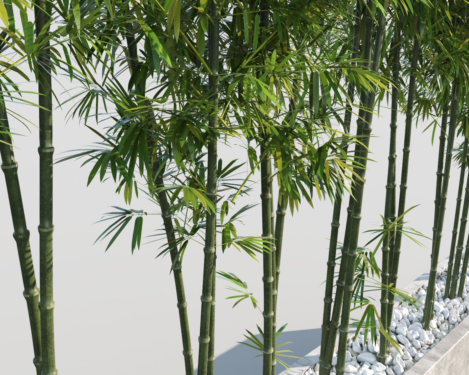 3d bamboo trees