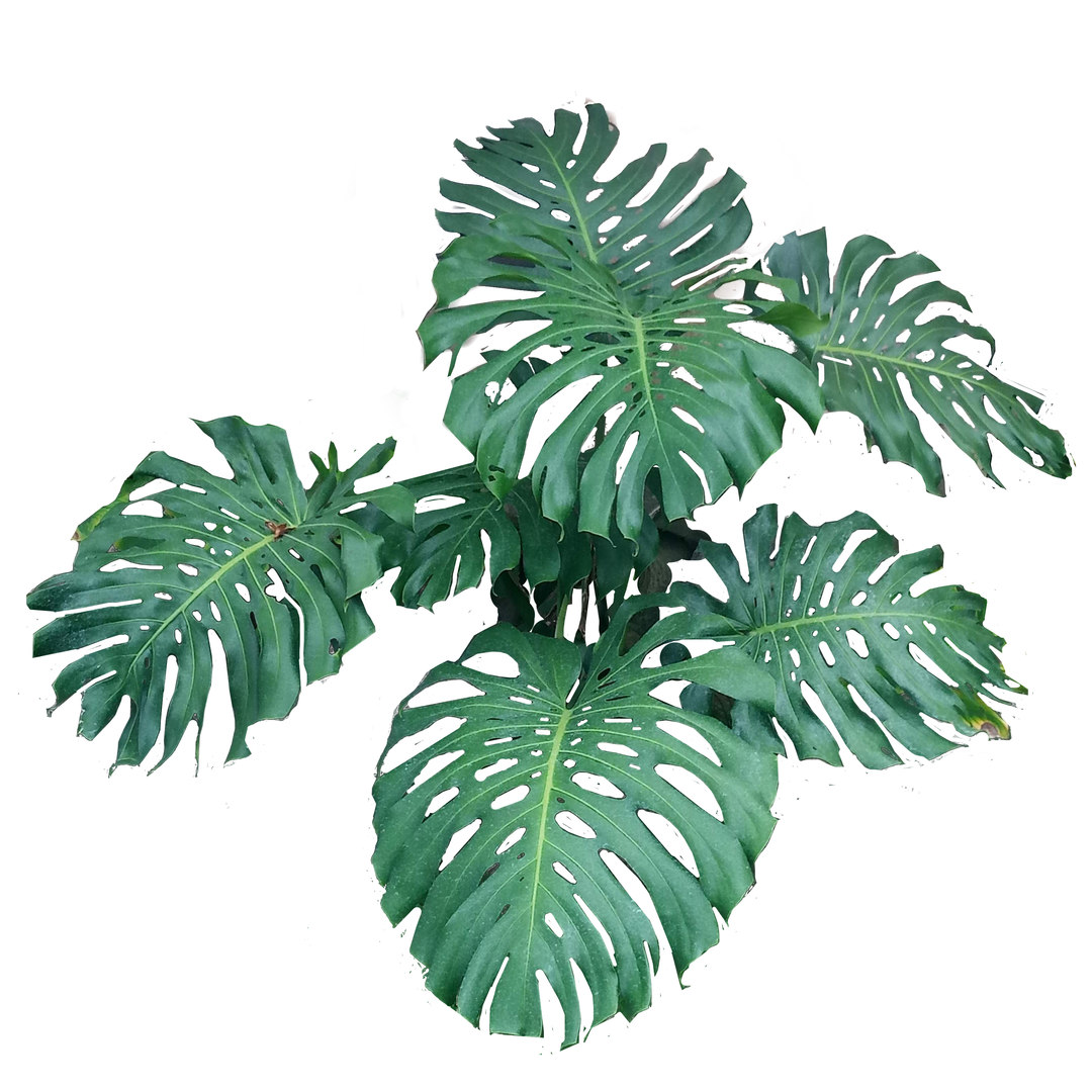 Texture PNG monstera monsteradeliciosa indoorplants