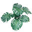 Texture PNG monstera monsteradeliciosa indoorplants