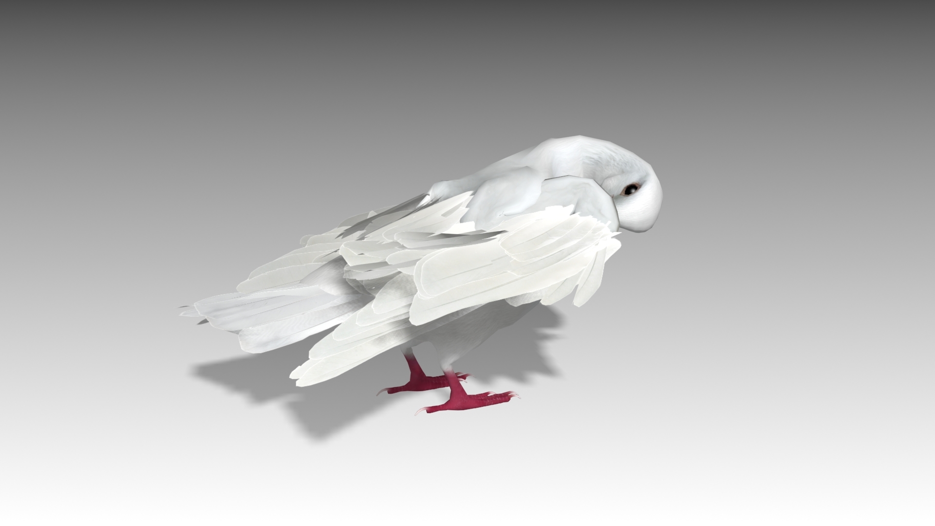 Dove 3D model - TurboSquid 1501697