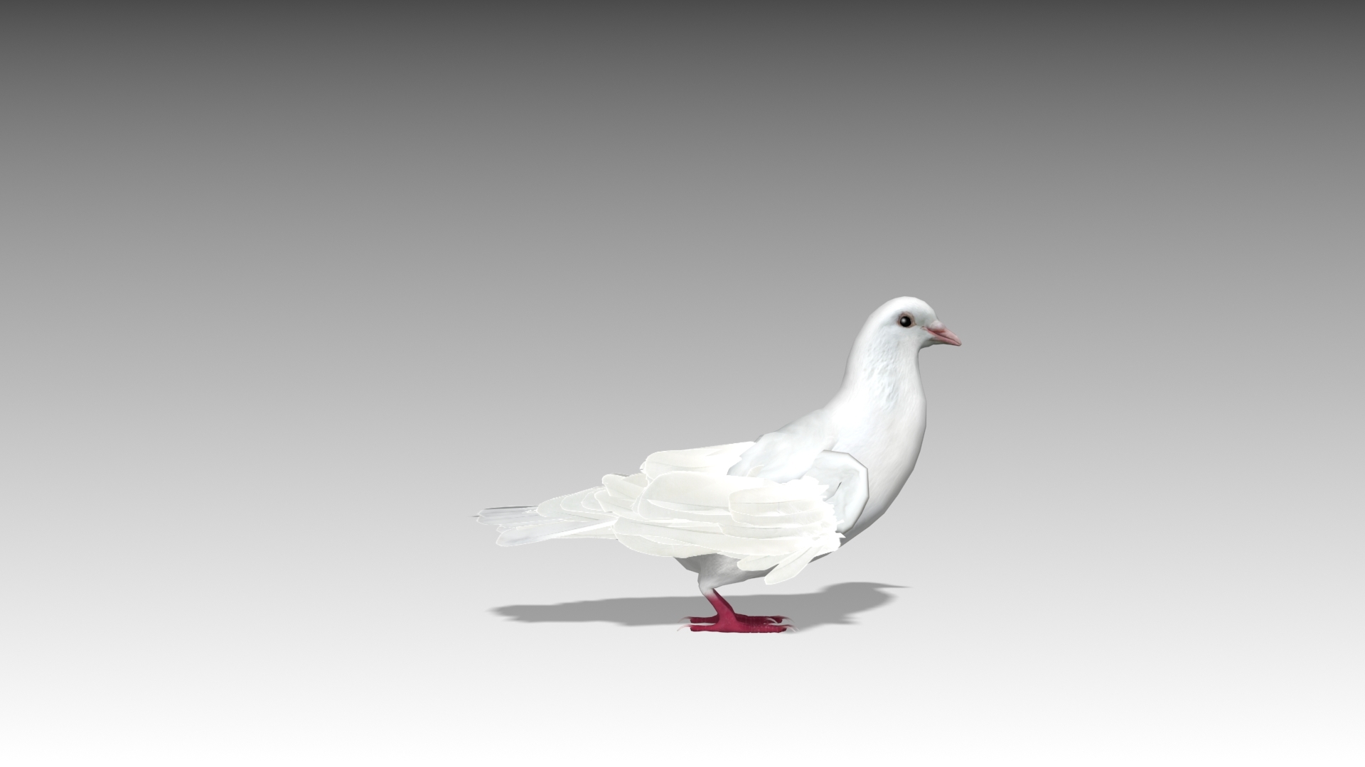 Dove 3D model - TurboSquid 1501697