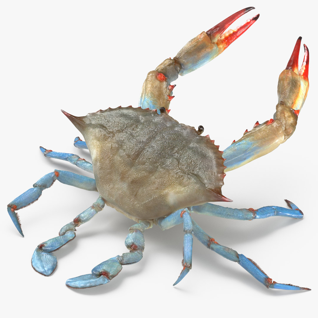 3D atlantic blue crab rigged - TurboSquid 1502096