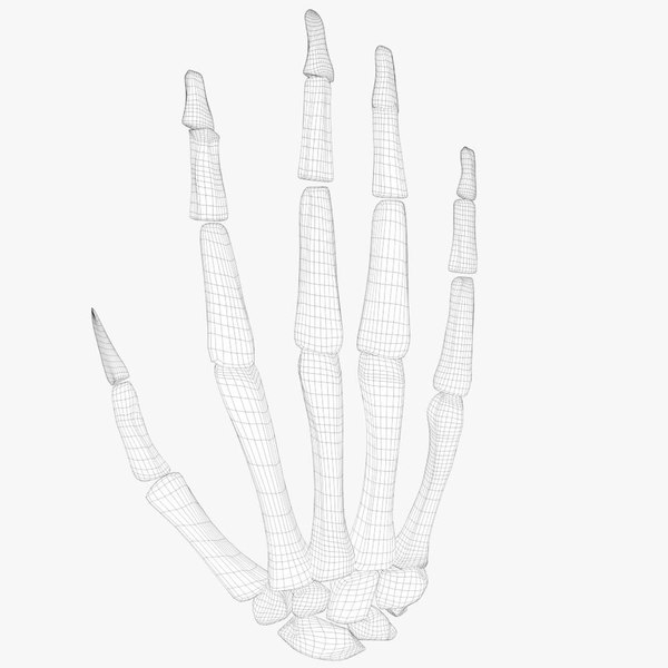 human hand bones 3d model