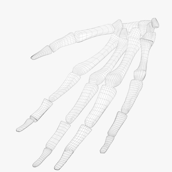 human hand bones 3d model