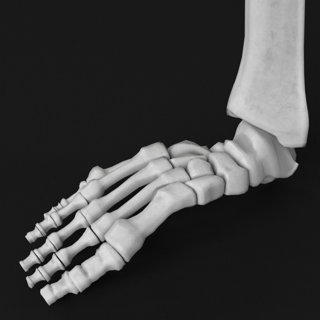Human leg foot bones 3D model - TurboSquid 1176968