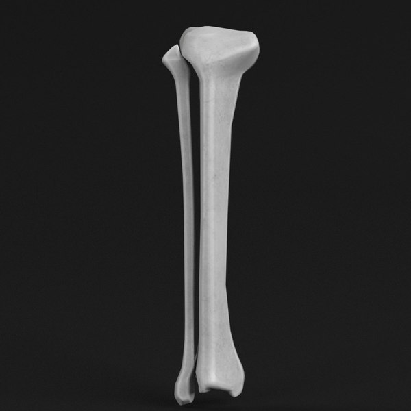 3d model fibula tibia bone