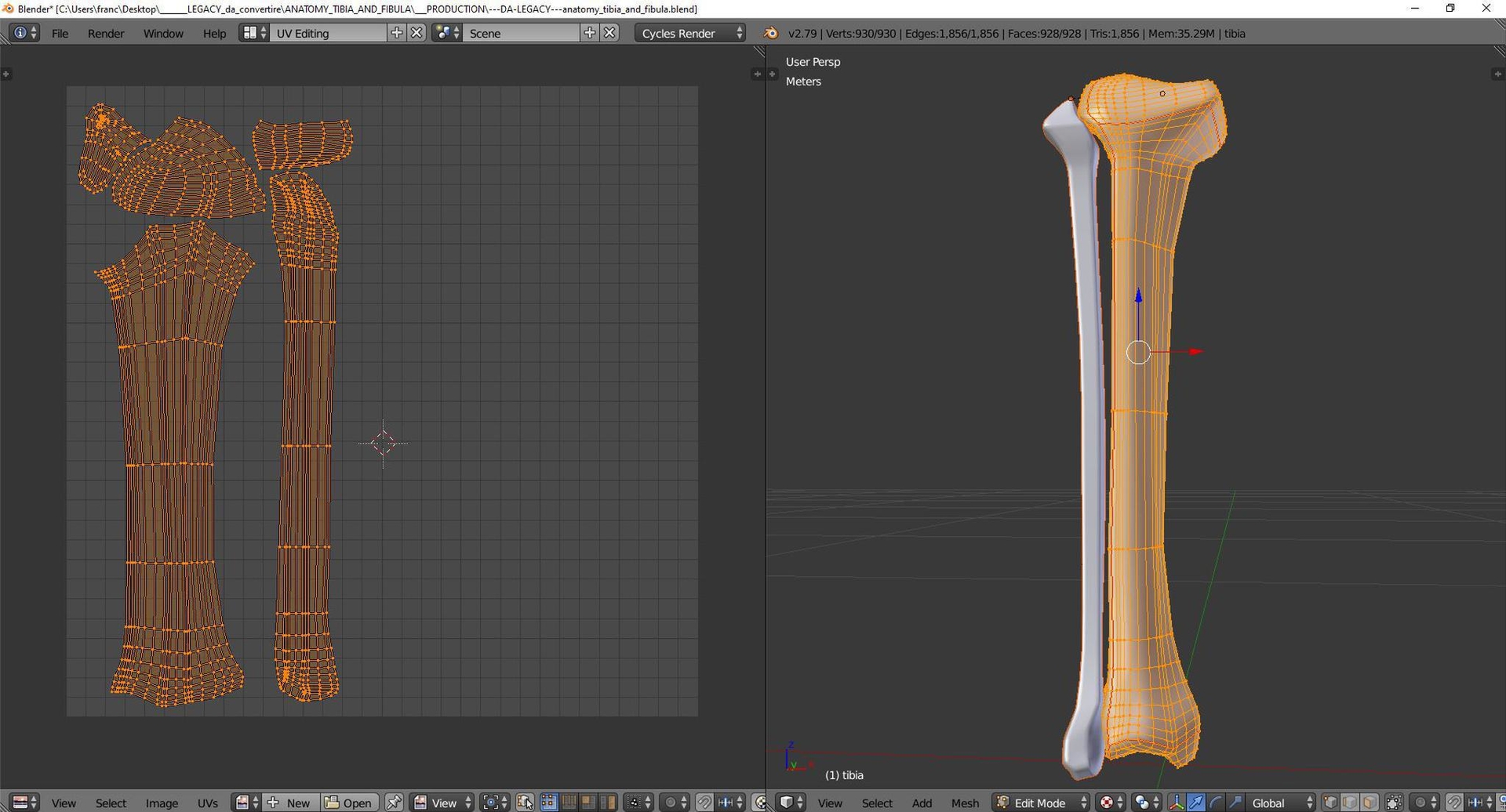 Tibia fibula 3D model - TurboSquid 1174816