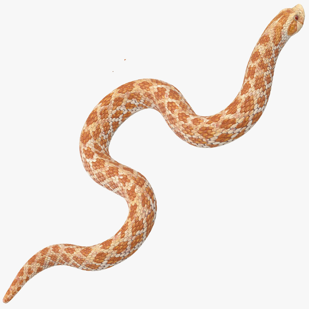 Beige hognose snake rigged 3D model - TurboSquid 1502337