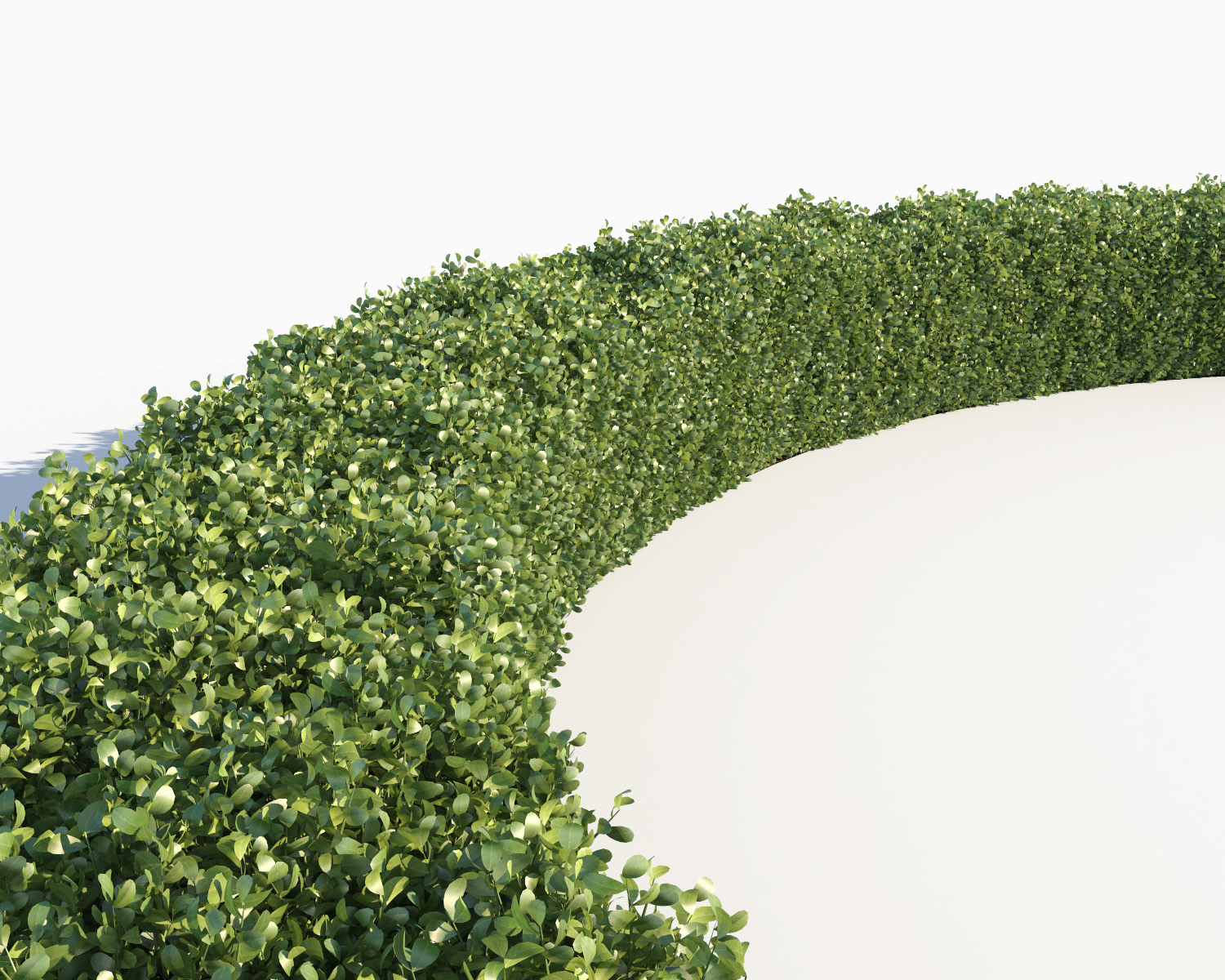 realistic hedges max