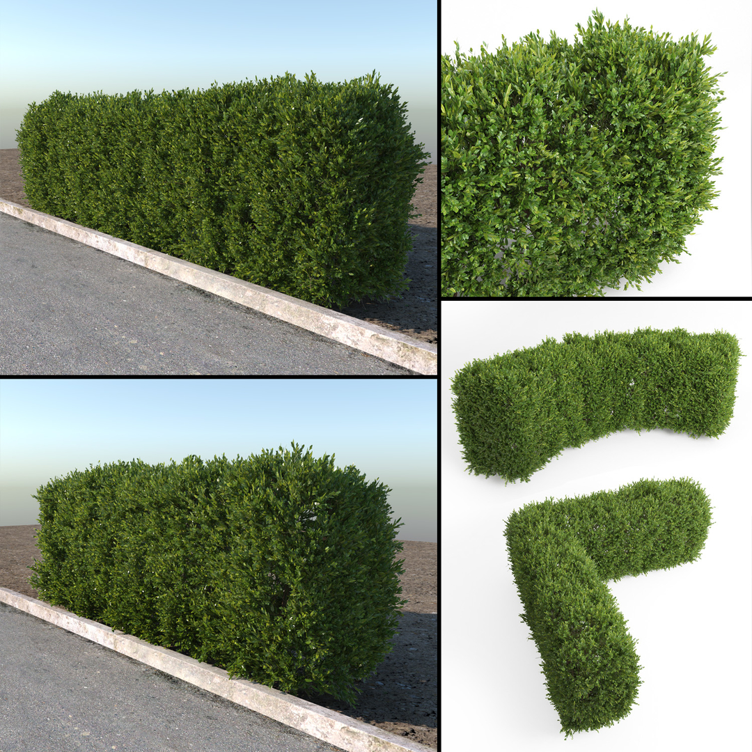 realistic hedges max