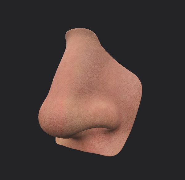 Nose anatomy head 3D model - TurboSquid 1502383