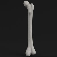 realistic femur 3d 3ds