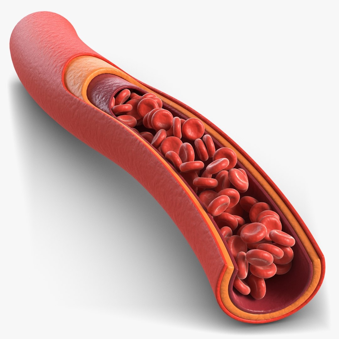 3D model blood vessel section - TurboSquid 1503137