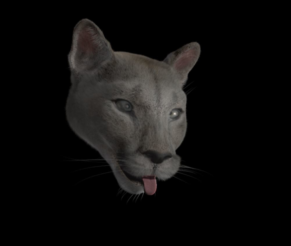 Puma animation 3D - TurboSquid 1503152
