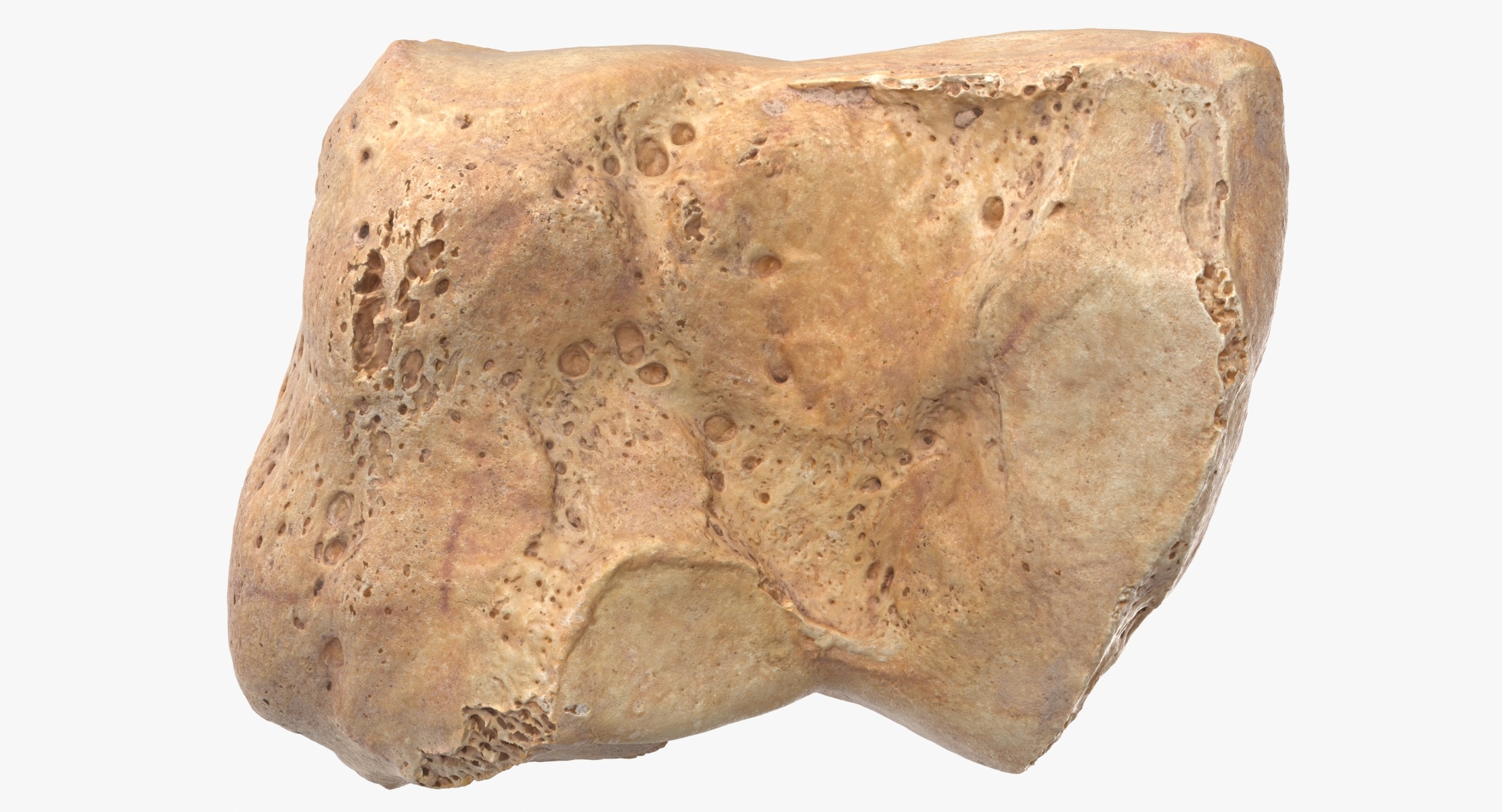 3D cuneiform bone medial 01 - TurboSquid 1503294