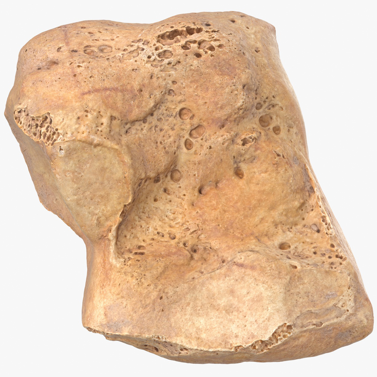 3D cuneiform bone medial 01 - TurboSquid 1503294