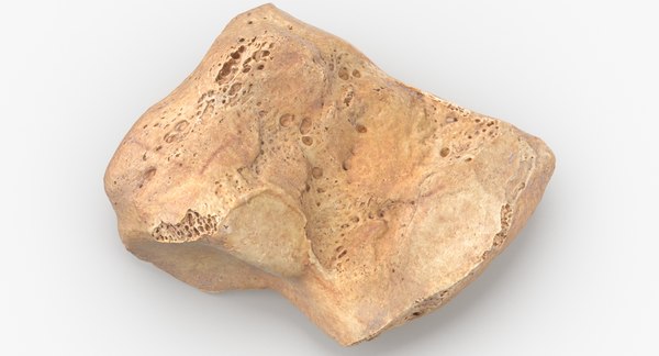 3D cuneiform bone medial 01 - TurboSquid 1503294