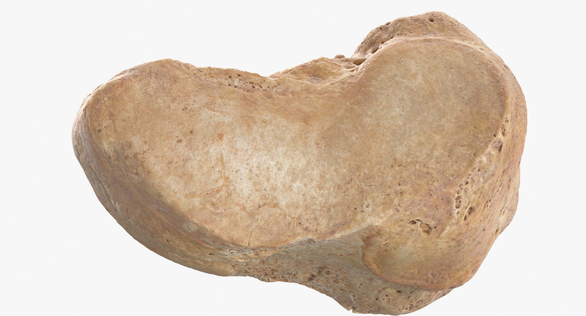 3D cuneiform bone medial 01 - TurboSquid 1503294