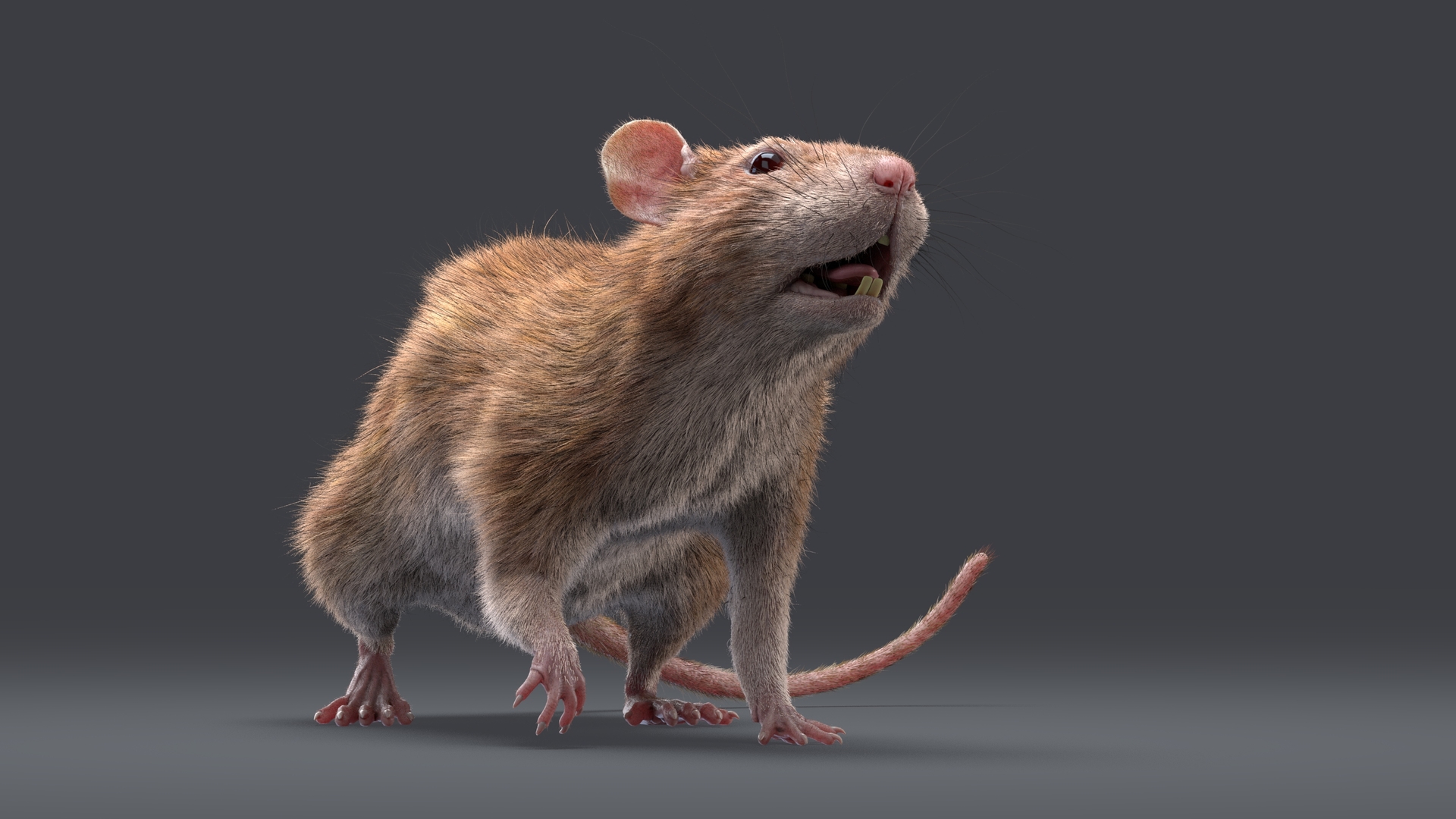 Rat rigged fur animations 3D model - TurboSquid 1503369