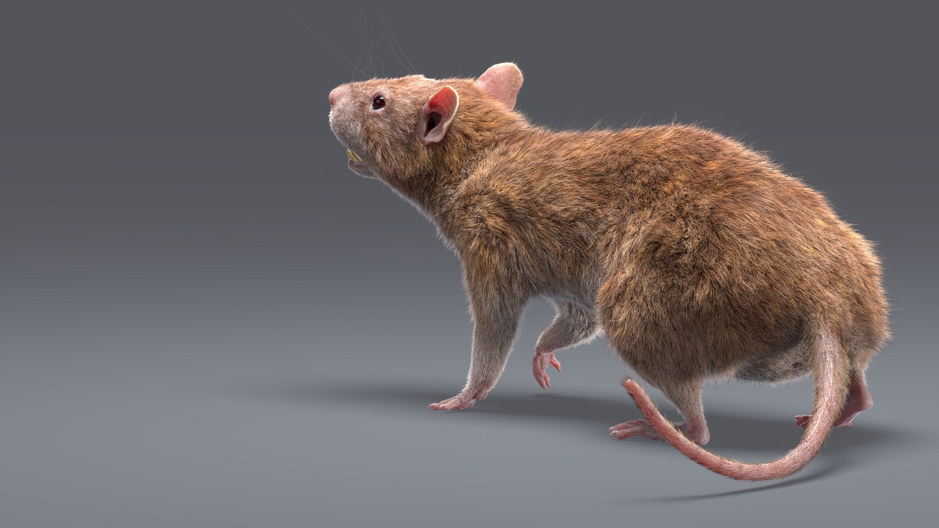 Rat rigged fur animations 3D model - TurboSquid 1503369