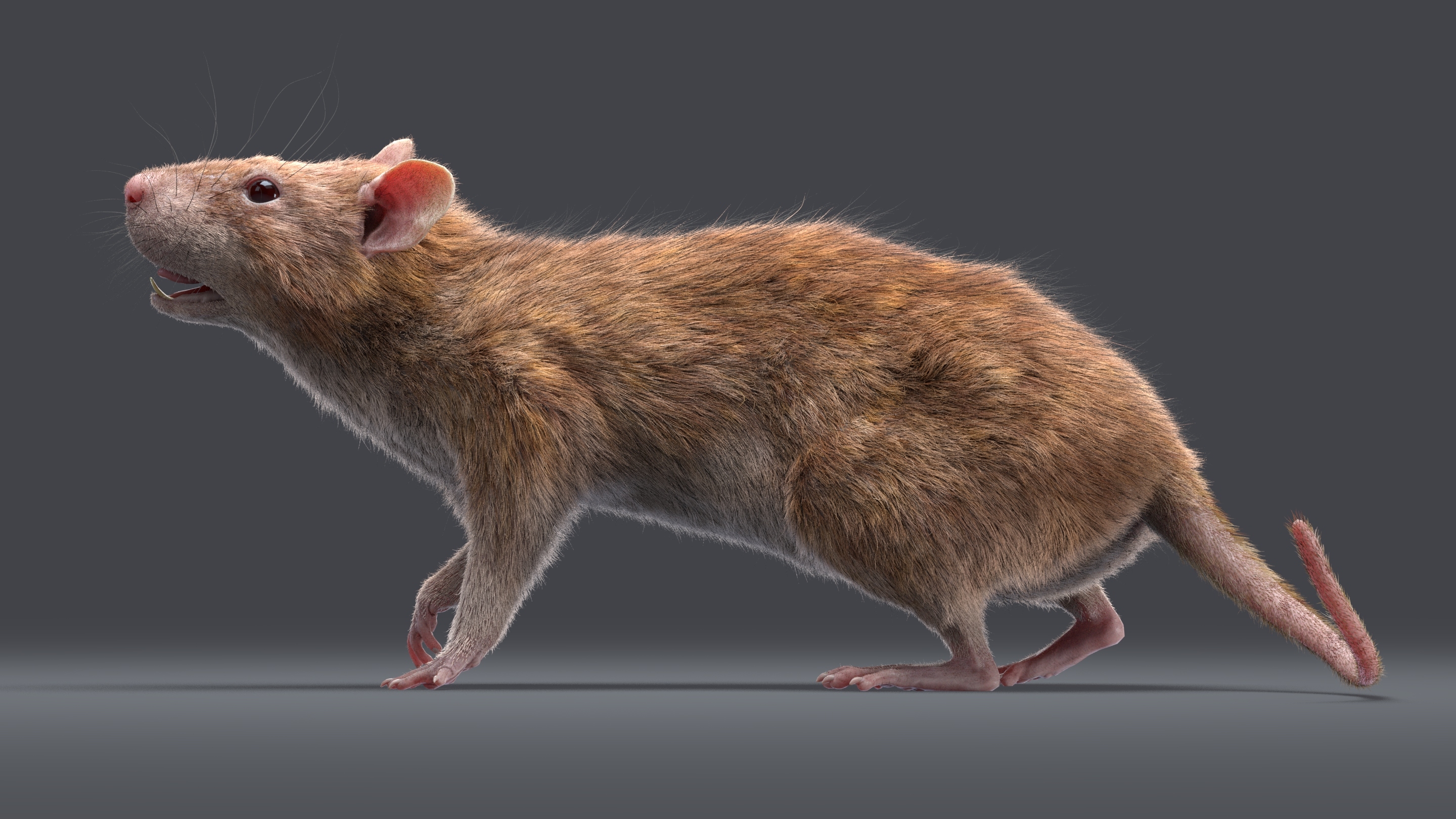 Rat rigged fur animations 3D model - TurboSquid 1503369
