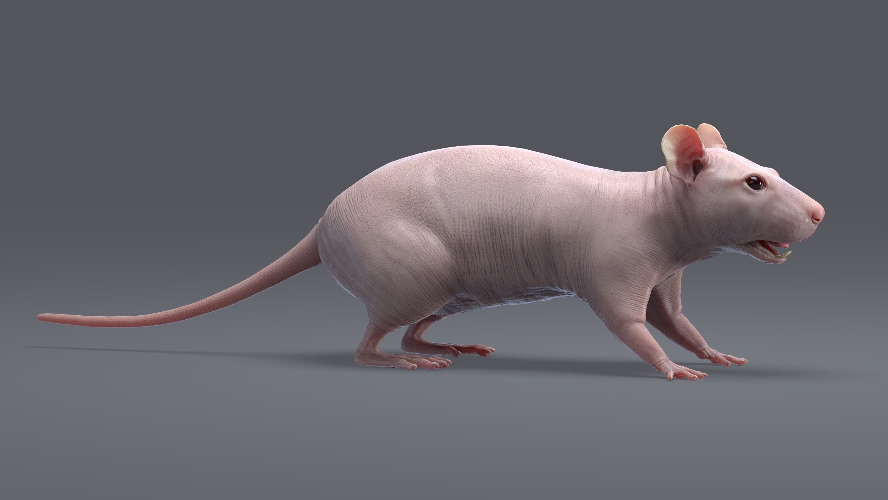 Rat rigged fur animations 3D model - TurboSquid 1503369