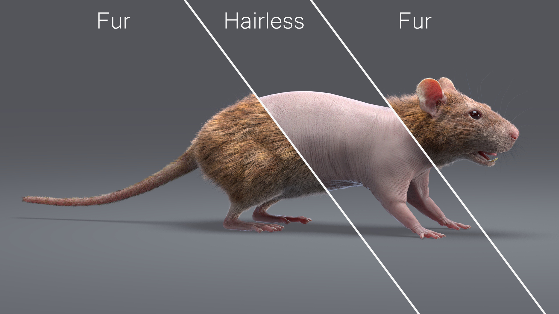 Rat rigged fur animations 3D model - TurboSquid 1503369