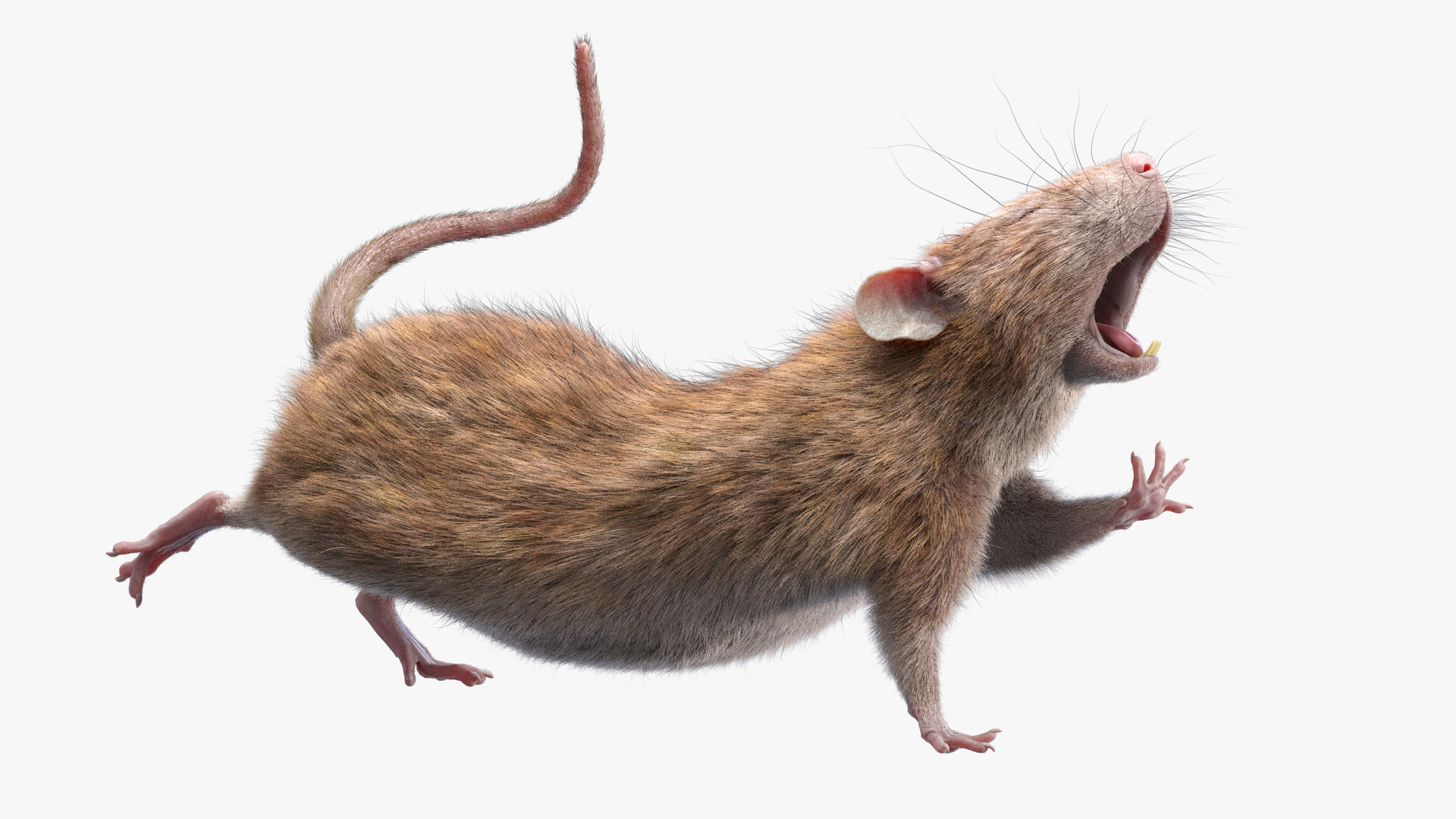 Rat rigged fur animations 3D model - TurboSquid 1503369