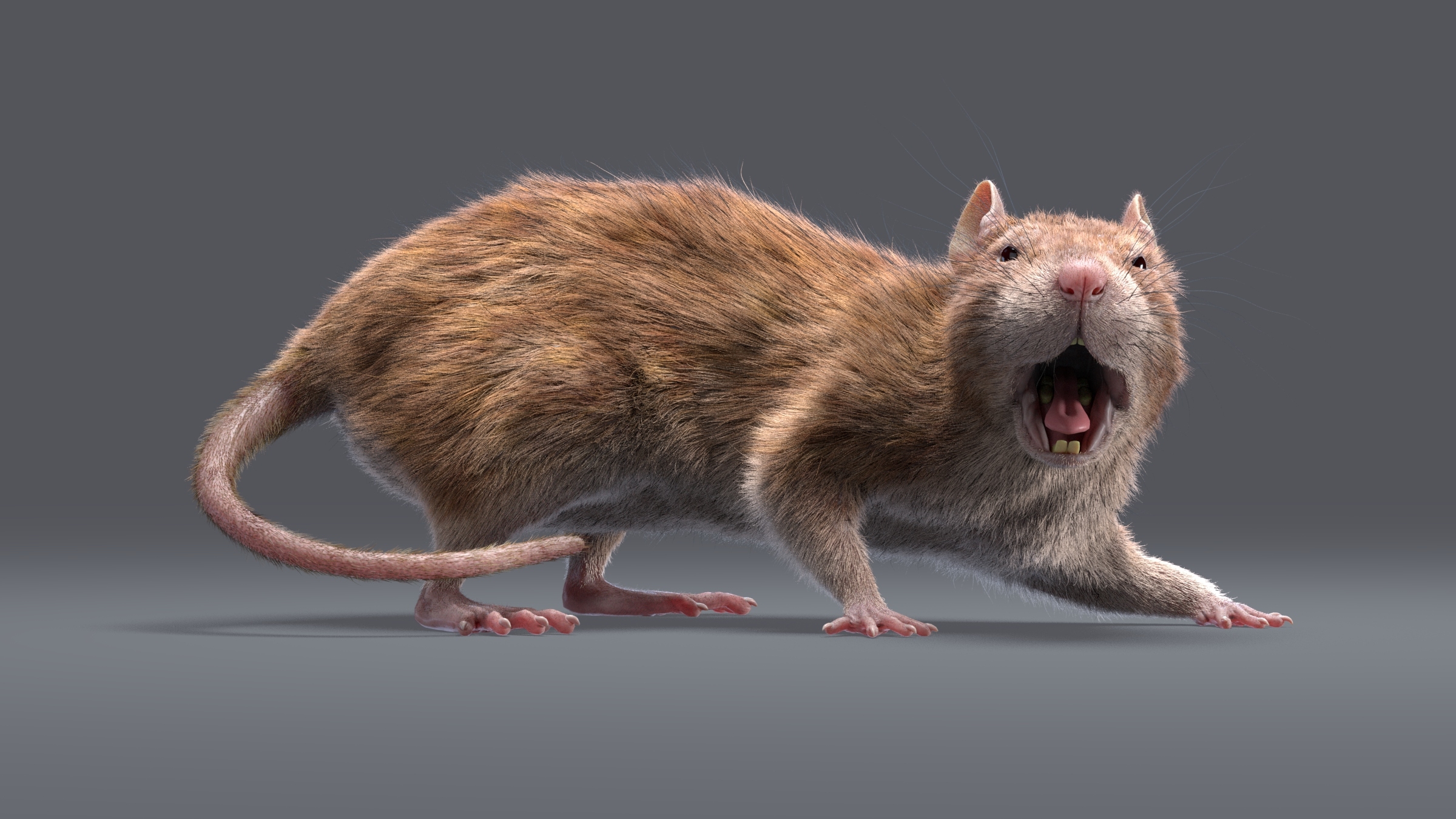 Rat rigged fur animations 3D model - TurboSquid 1503369
