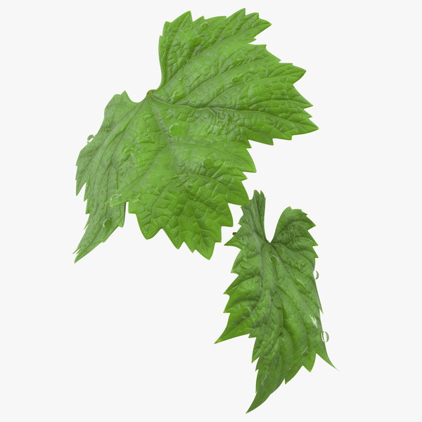 Free Blender Leaf Models | TurboSquid