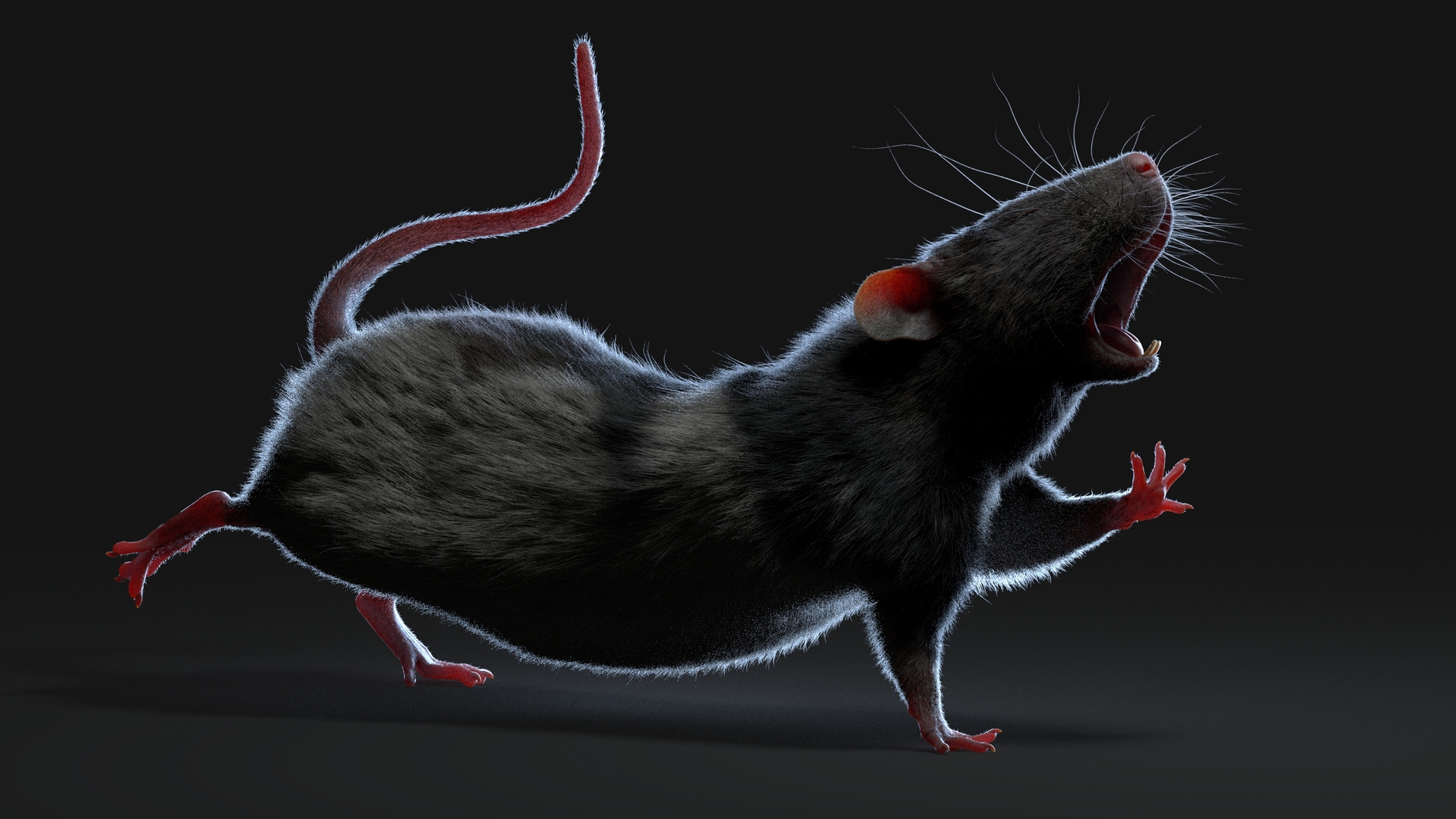 래트 (모피) (리깅) (4) 3D 모델 - TurboSquid 1503571