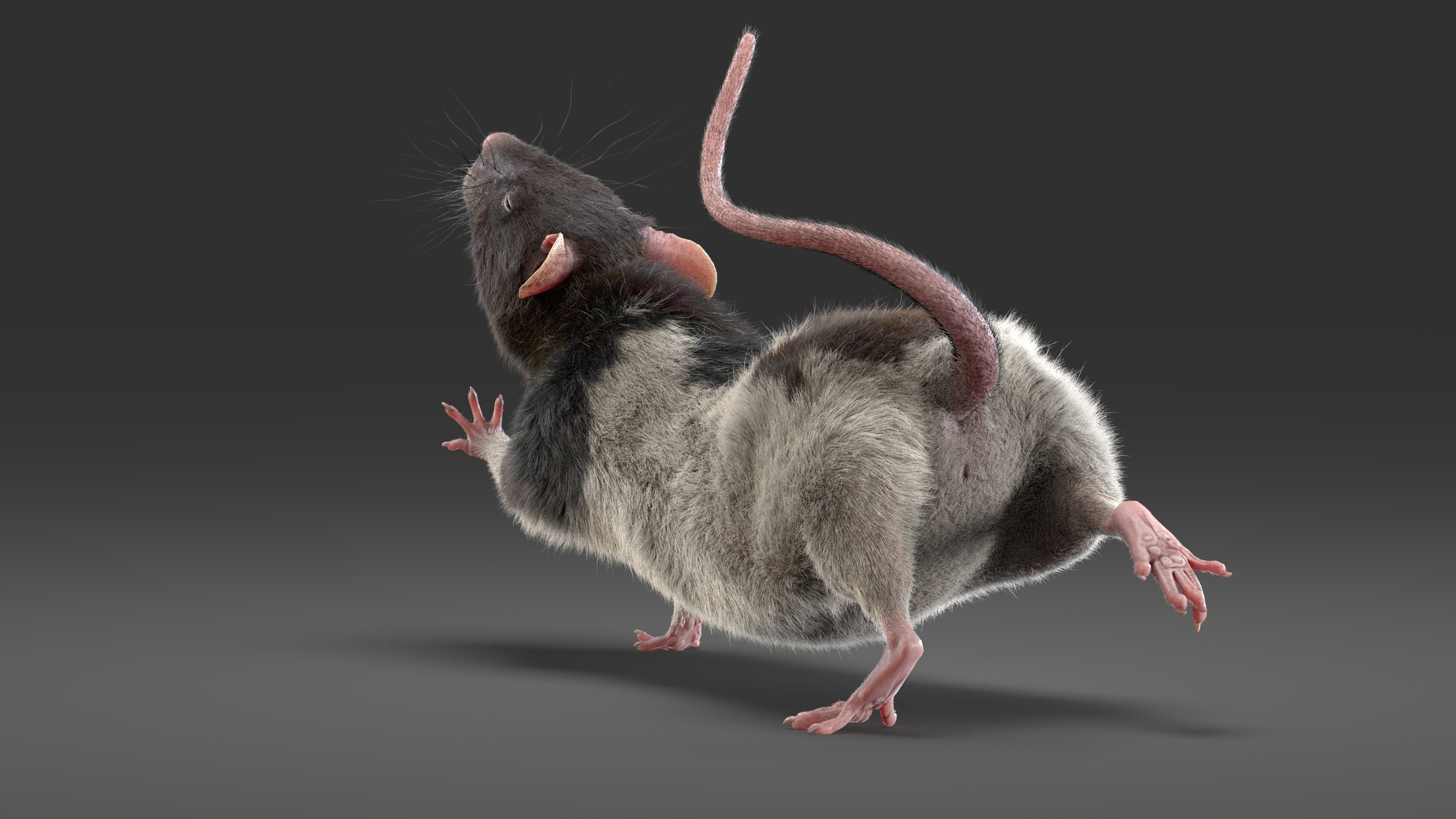 3D model rat rigged fur animations - TurboSquid 1503571