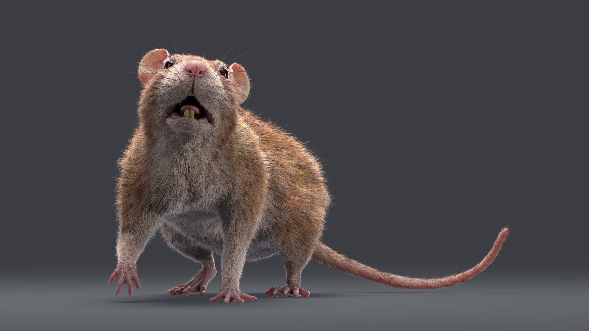 Coleção Rats (Rigged) Modelo 3D - TurboSquid 1503848