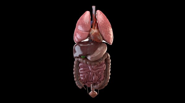 3D model internal organs - TurboSquid 1504016