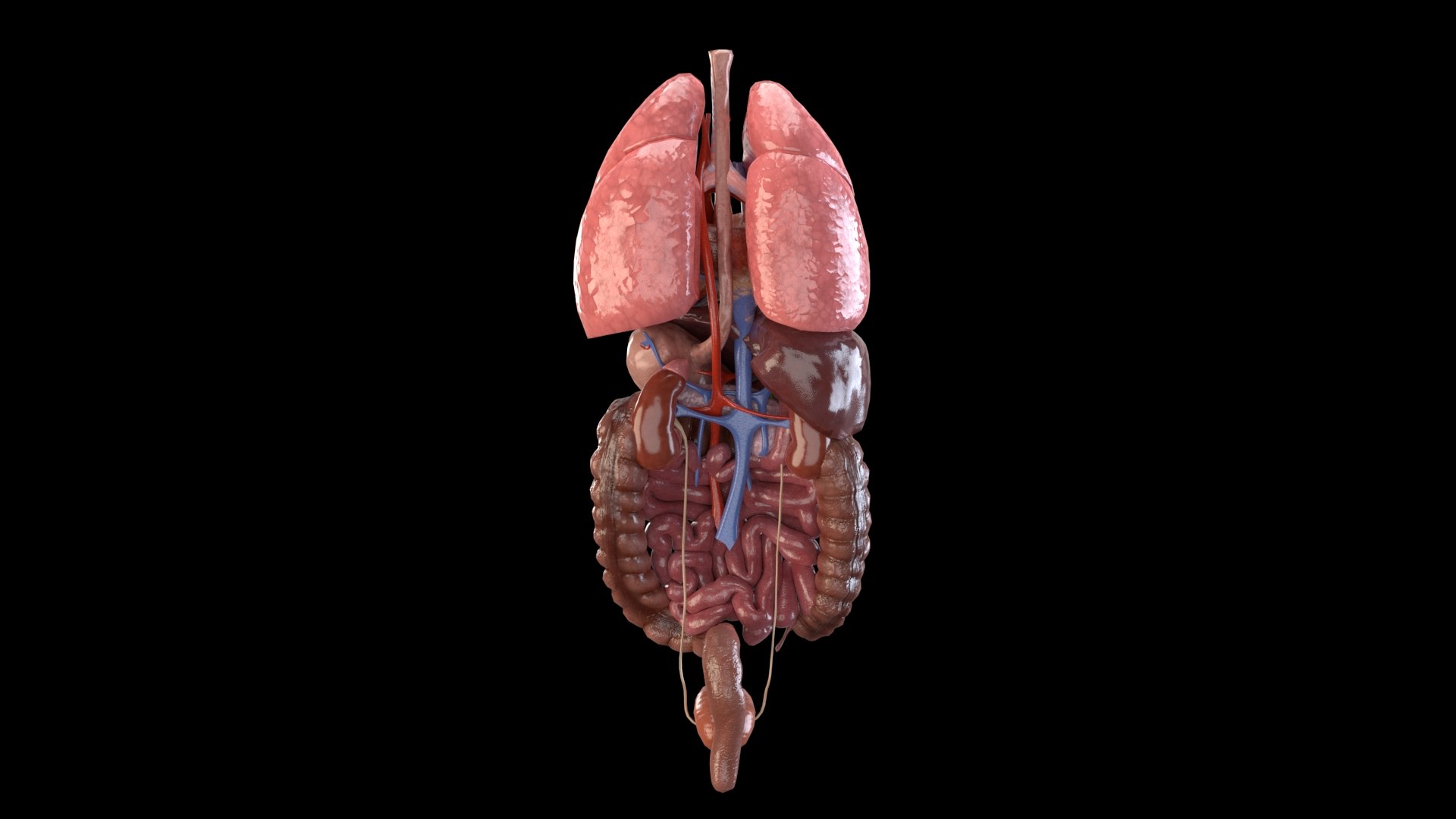 3D model internal organs - TurboSquid 1504016