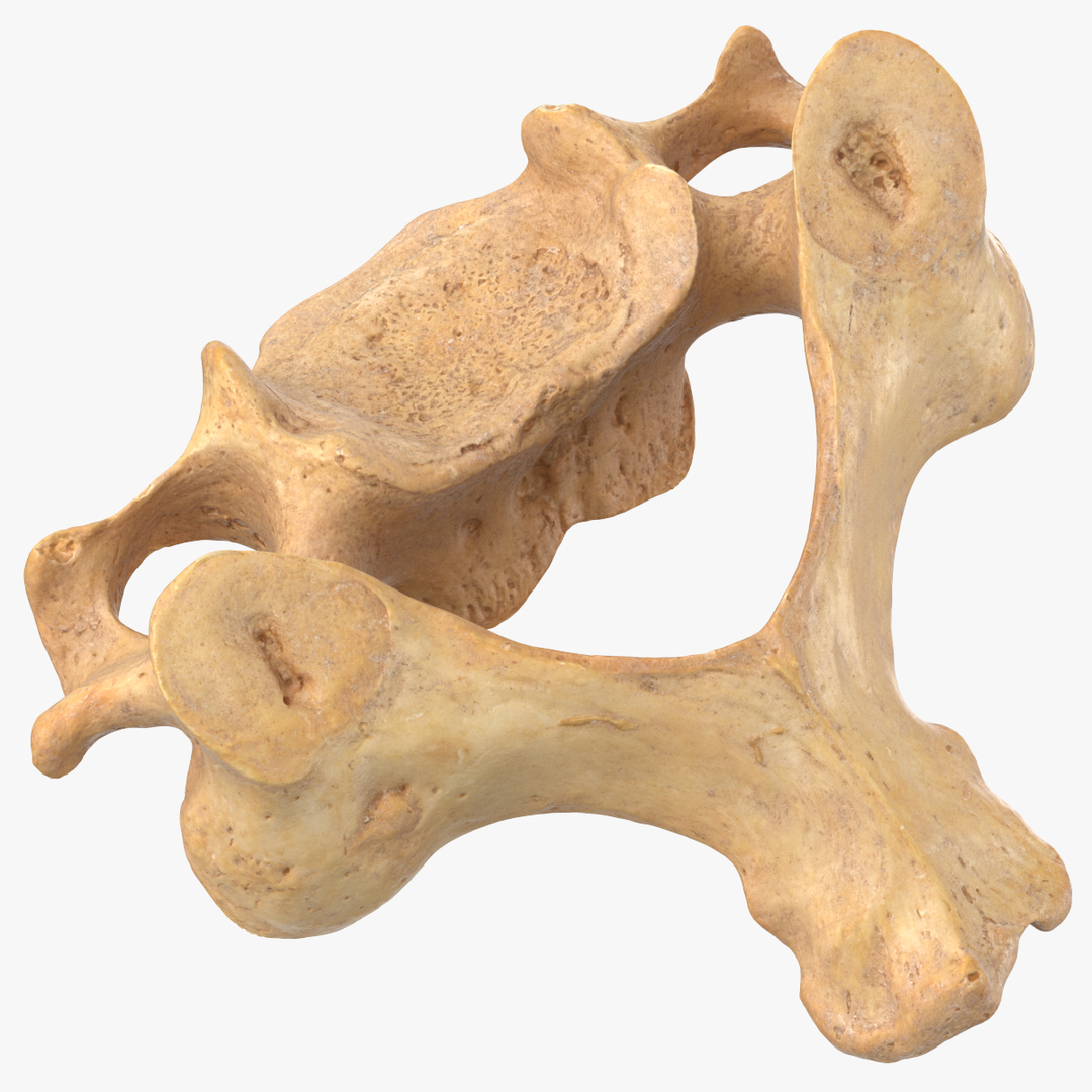 3D cervical vertebrae c3 c6 - TurboSquid 1501730