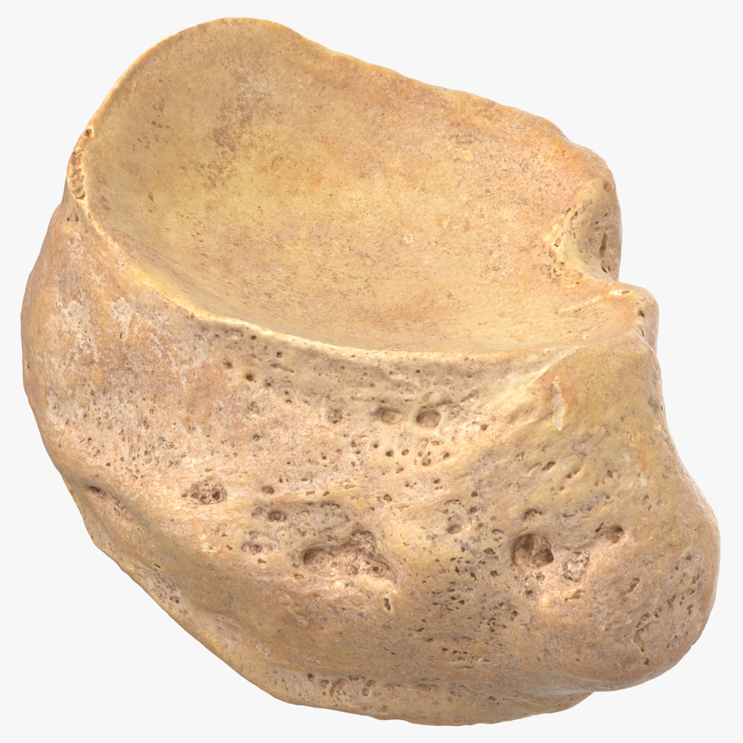 3D navicular bone - TurboSquid 1501748
