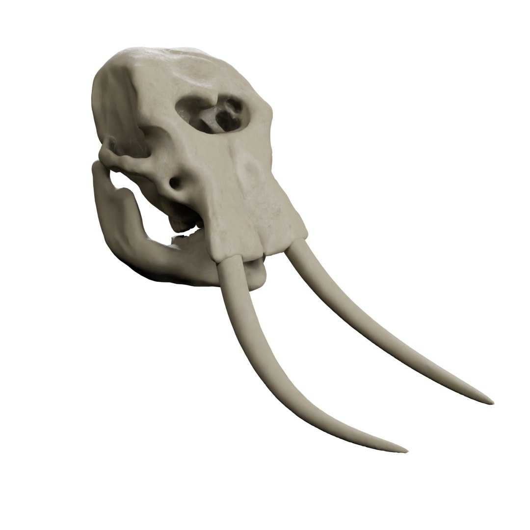 3D model elephant skull - TurboSquid 1504234