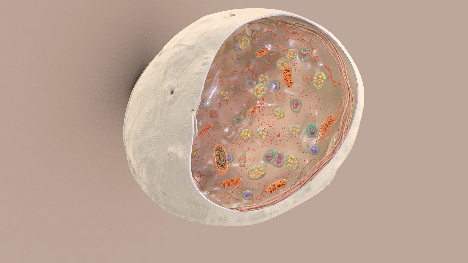 Platelet membrane glycogen 3D - TurboSquid 1504500