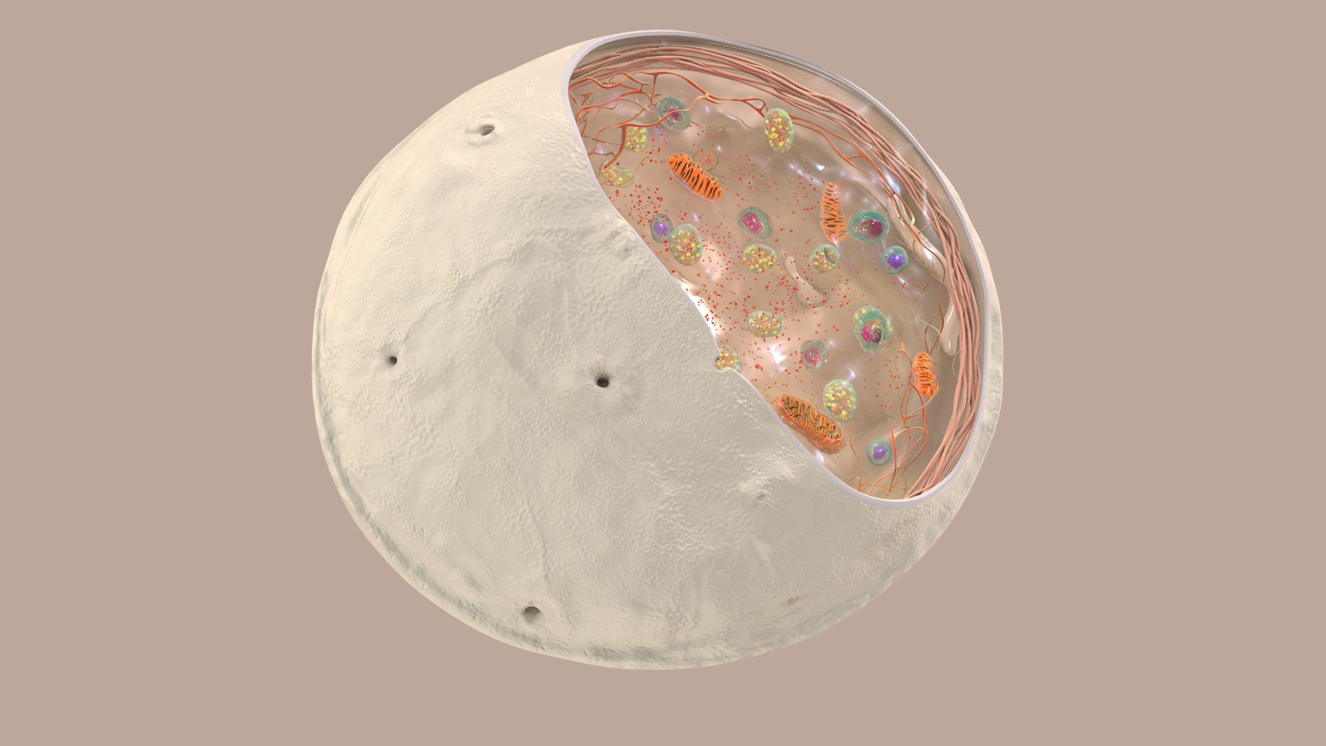 Platelet membrane glycogen 3D - TurboSquid 1504500