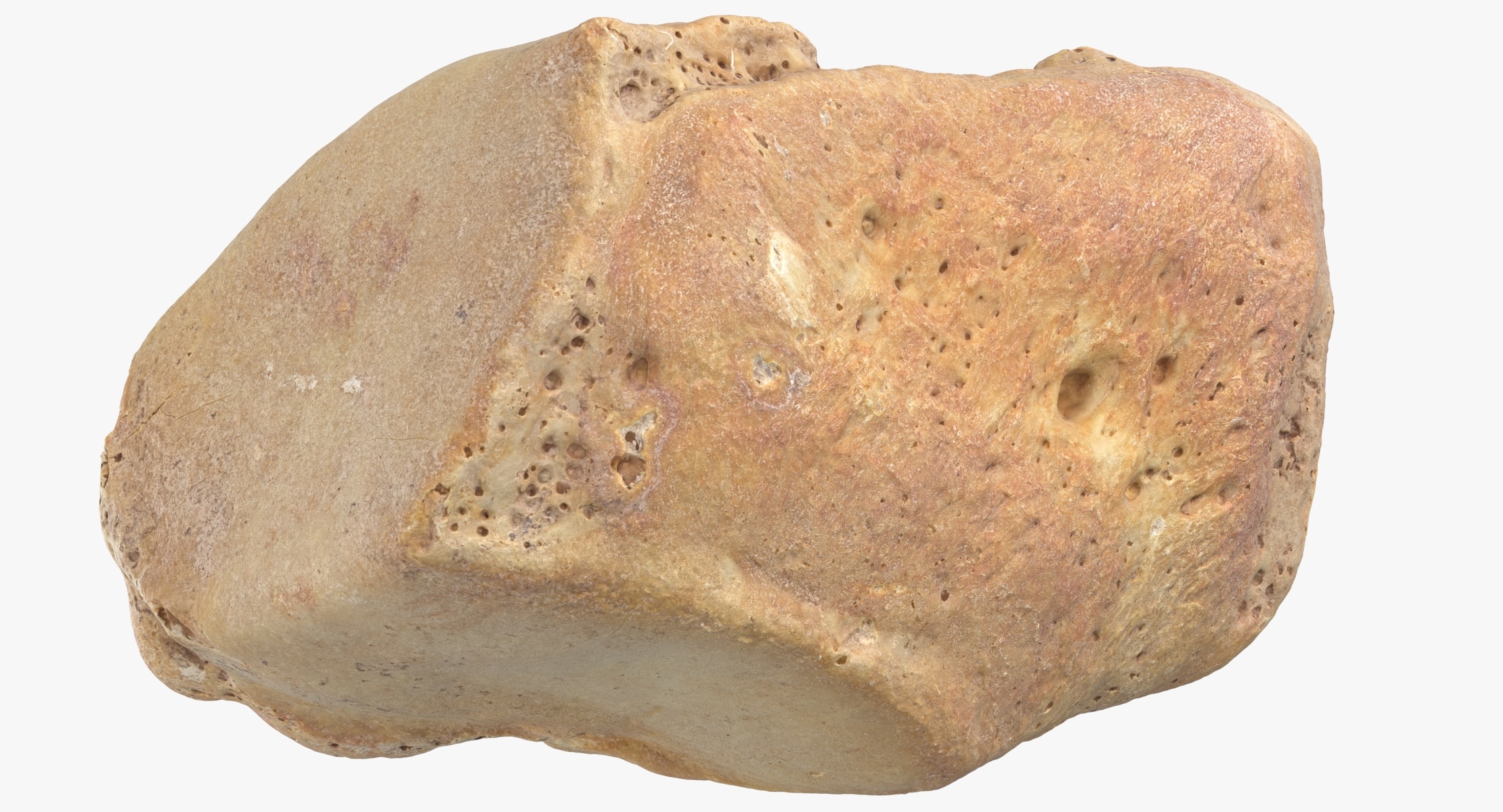 Cuneiform bone intermediate 01 3D model - TurboSquid 1505117